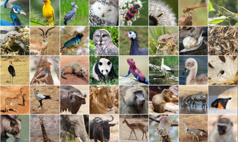 Animals 1 - Cambridge English