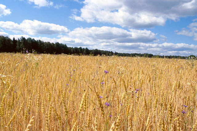 Field