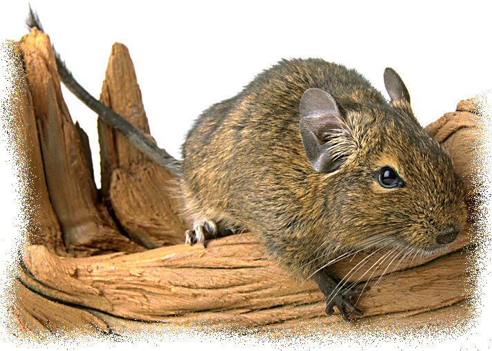 azVocab - Animals 2 - Cambridge English